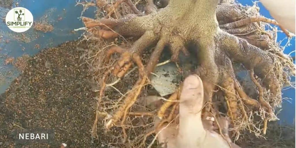 How to Create a Proper Nebari–Bonsai Surface Roots - Simplify Gardening