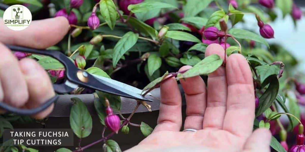How to Grow a Fuchsia Bonsai - Such Stunning Trees. - Simplify Gardening