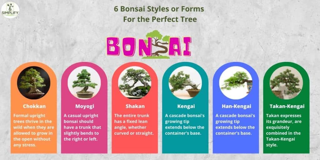 6 Bonsai Styles or Forms For the Perfect Tree - Simplify Gardening
