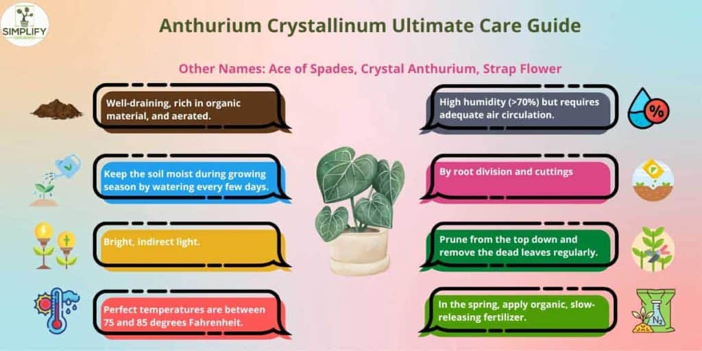 Anthurium Crystallinum - The Complete Care Guide - Simplify Gardening