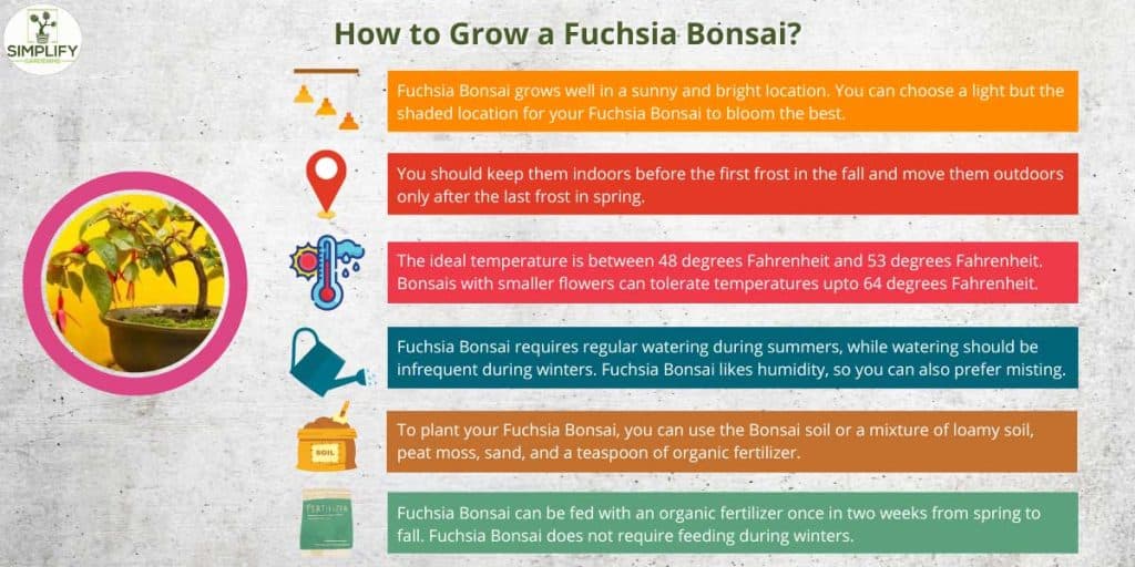How to Grow a Fuchsia Bonsai - Such Stunning Trees. - Simplify Gardening