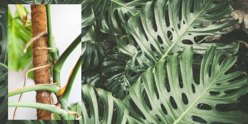 Monstera Aerial Roots - How to Deal with Them - Simplify Gardening