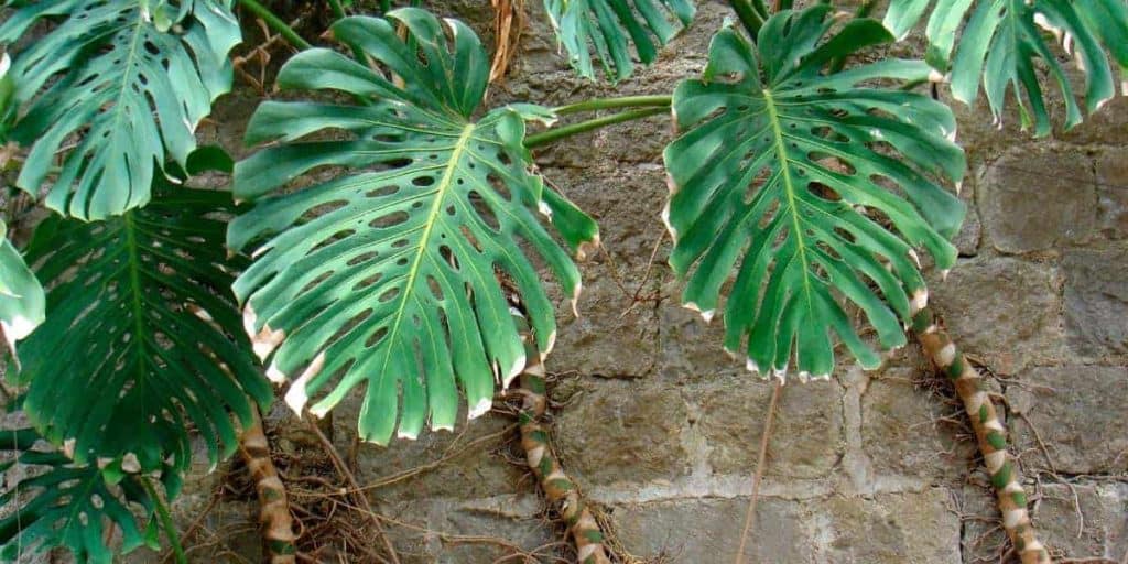 Monstera Aerial Roots - How to Deal with Them - Simplify Gardening