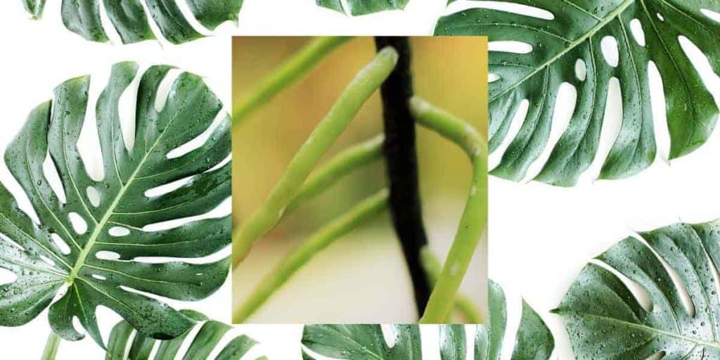 Monstera Aerial Roots - How to Deal with Them - Simplify Gardening