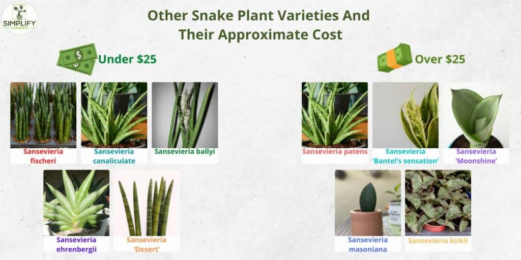 How Much Does A Snake Plant (Sansevieria) Cost? - Simplify Gardening