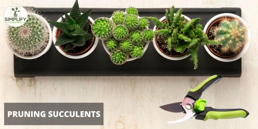 How to Prune a Succulent For Better Growth - Simplify Gardening