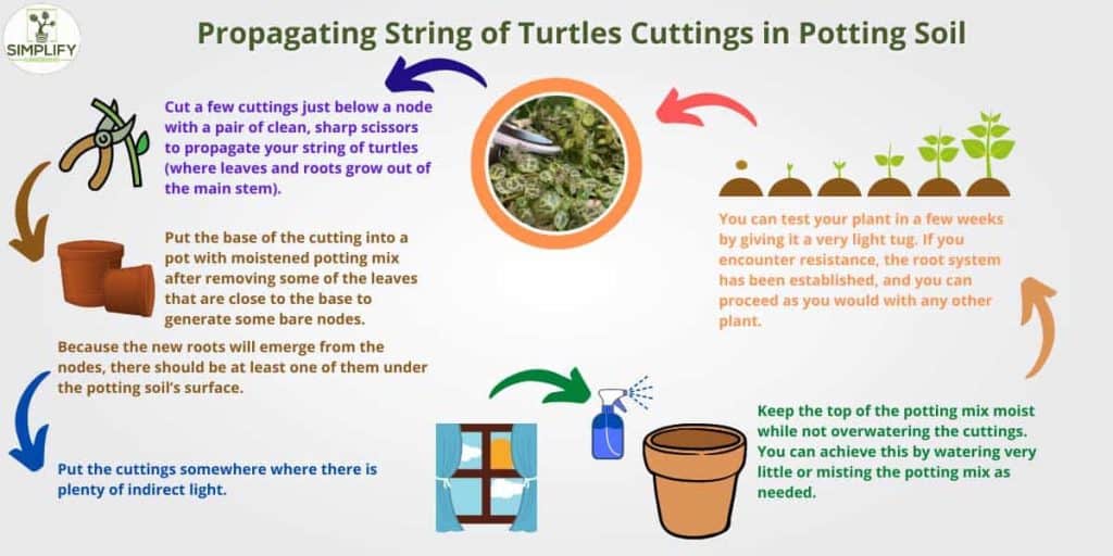 The Beautiful String of Turtles Care What You Must Know - Simplify ...