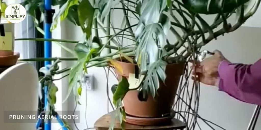 Monstera Aerial Roots - How to Deal with Them - Simplify Gardening