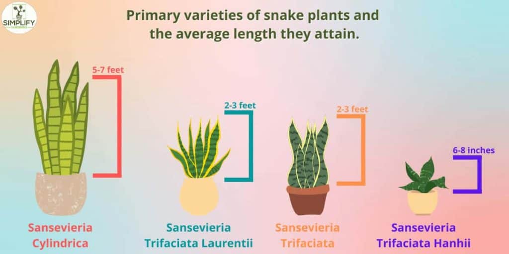 How Quickly Do Snake Plants Grow? Get the Facts! - Simplify Gardening