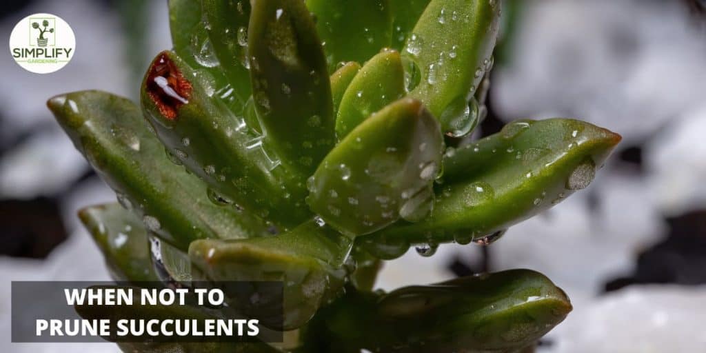 How to Prune a Succulent For Better Growth - Simplify Gardening
