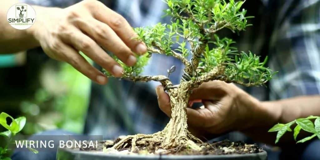 Wiring Bonsai for Better Shape Outcomes - Simplify Gardening