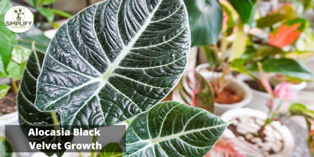 Alocasia Black Velvet / Alocasia Reginula Proven Care Guide - Simplify ...