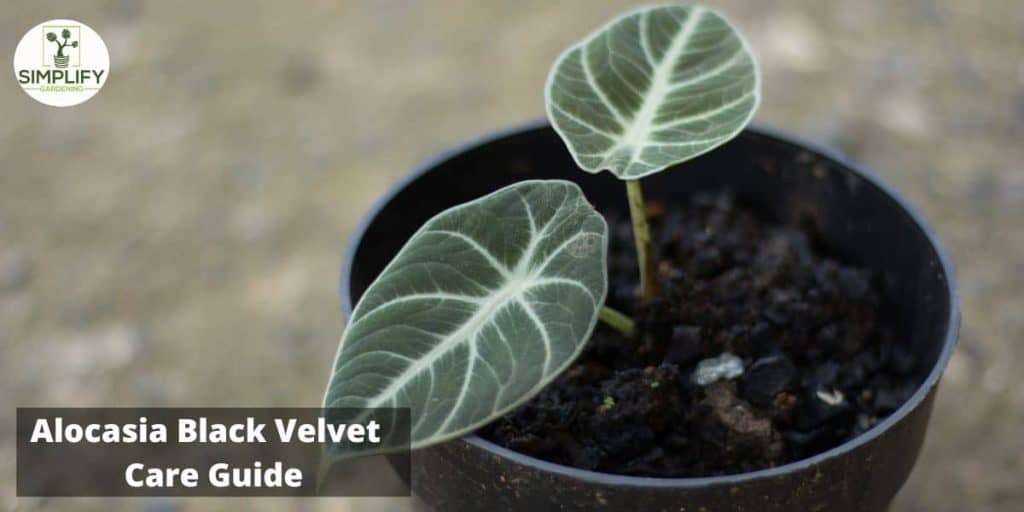 Alocasia Black Velvet / Alocasia Reginula Proven Care Guide - Simplify ...