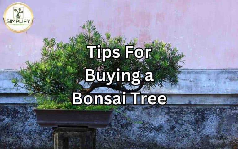 The Amazing Passion for 7 Pot Brain Strain Peppers - Simplify Gardening