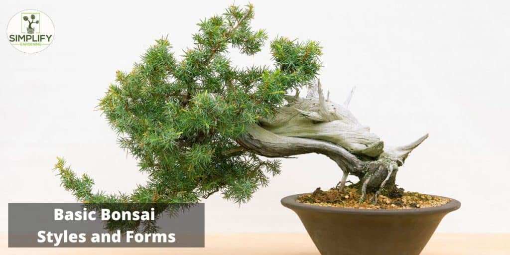 BEST Tips When Buying a Unique Bonsai Tree - Simplify Gardening