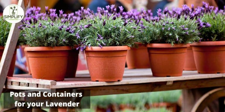 Grow LAVENDER in Pots Make Them Look AMAZING - Lavender Care - Simplify ...