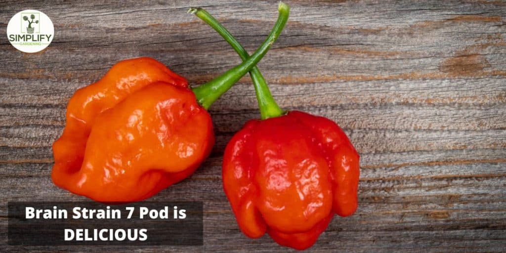 The Amazing Passion for 7 Pot Brain Strain Peppers - Simplify Gardening