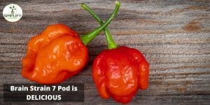 The Amazing Passion for 7 Pot Brain Strain Peppers - Simplify Gardening