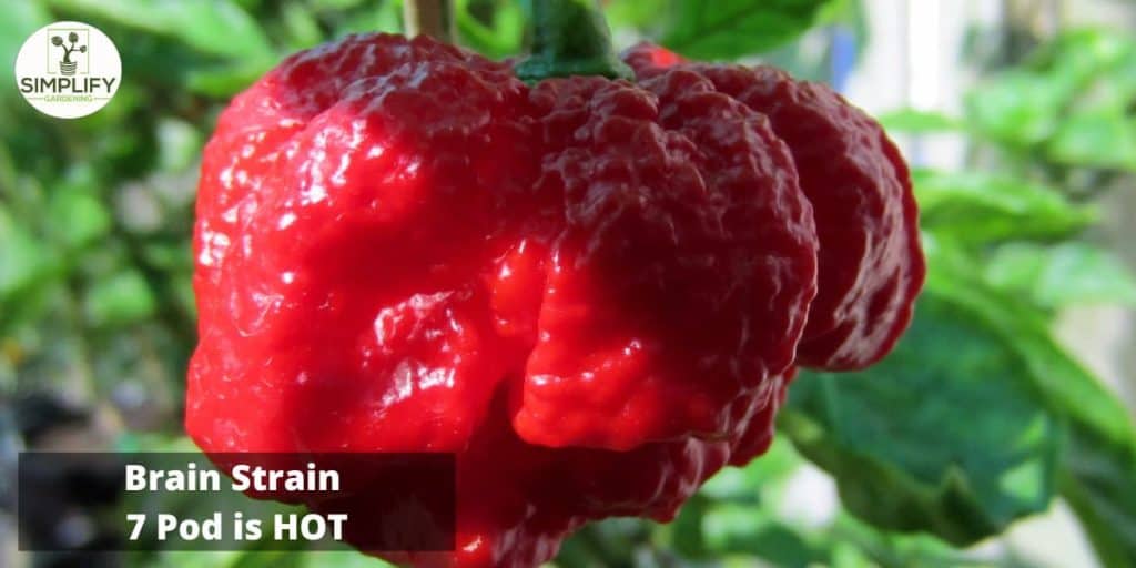 The Amazing Passion for 7 Pot Brain Strain Peppers - Simplify Gardening