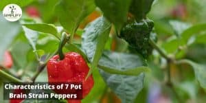 The Amazing Passion for 7 Pot Brain Strain Peppers - Simplify Gardening