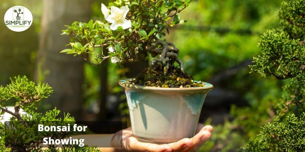 BEST Tips When Buying a Unique Bonsai Tree - Simplify Gardening