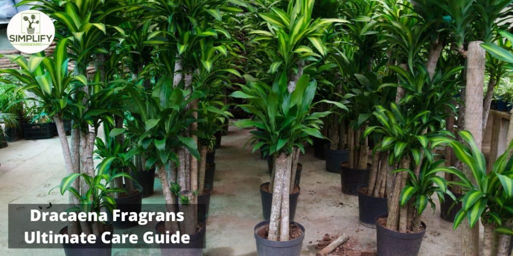 Care Guide for The Beautiful Dracaena Fragrans / Corn Plant - Simplify ...