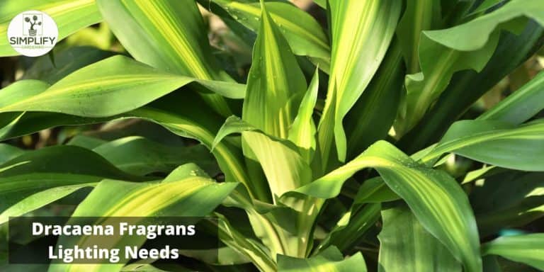 Care Guide for The Beautiful Dracaena Fragrans / Corn Plant - Simplify ...