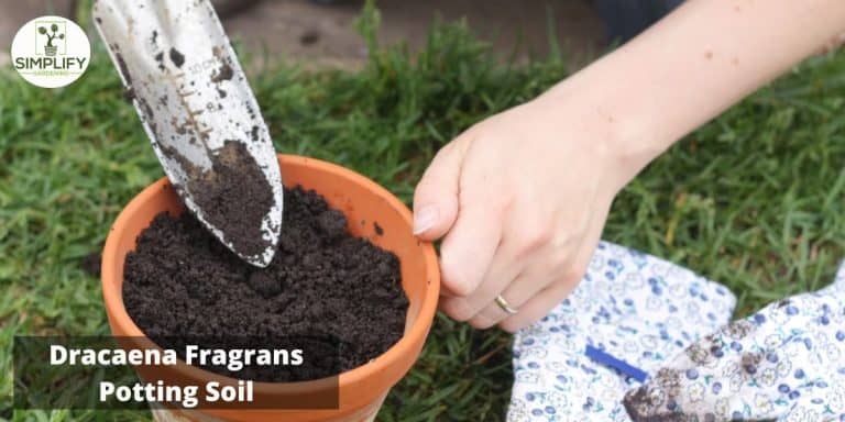 Care Guide for The Beautiful Dracaena Fragrans / Corn Plant - Simplify ...
