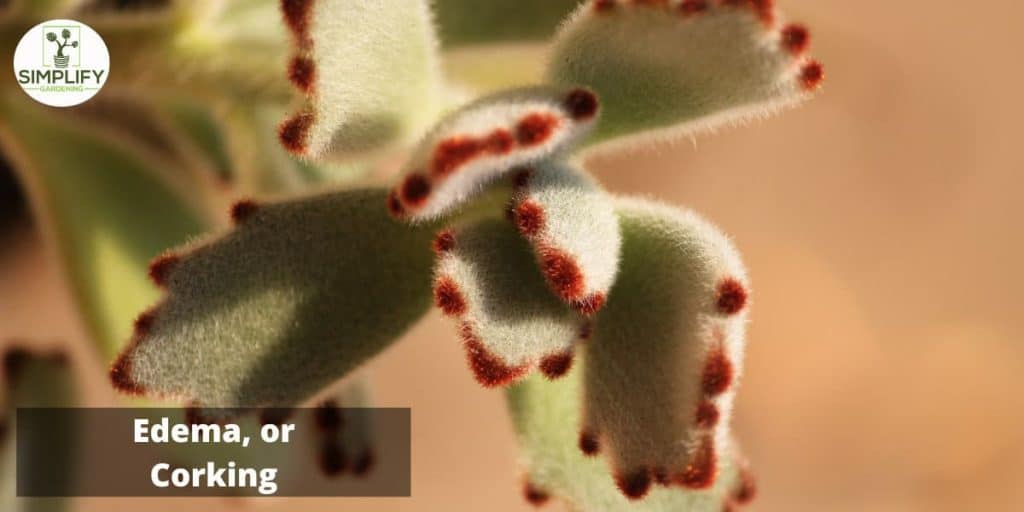 Succulent Turning Brown? Causes, And How to Fix - Simplify Gardening
