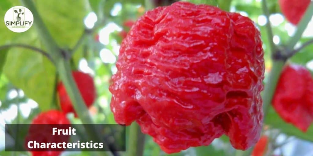 The Amazing Passion for 7 Pot Brain Strain Peppers - Simplify Gardening