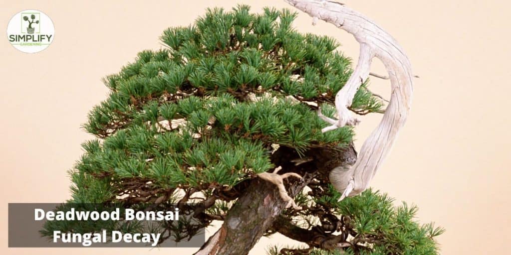 How to Create Stunning Bonsai Deadwood Sculptures - Simplify Gardening
