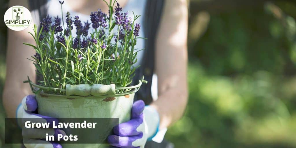 Grow LAVENDER in Pots Make Them Look AMAZING - Lavender Care - Simplify ...