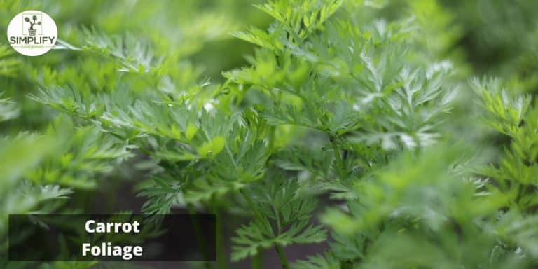 How to Grow Carrots from Carrot Tops - Simplify Gardening