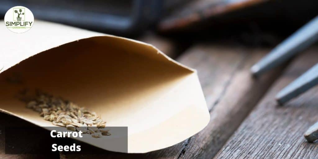 How to Grow Carrots from Carrot Tops - Simplify Gardening