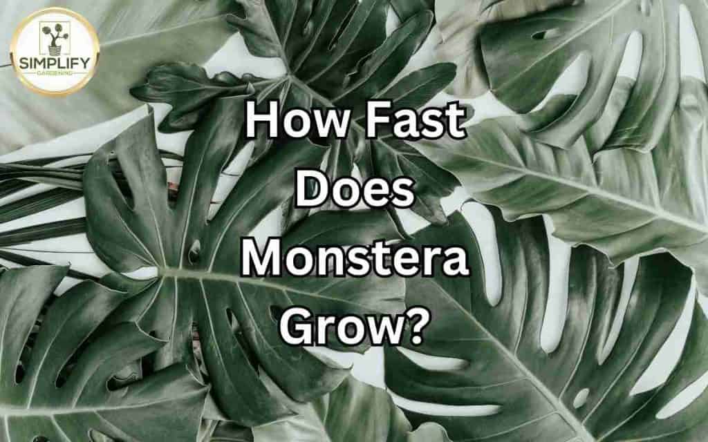 The Beautiful Monstera Standleyana: Care Guide: Lush Growth - Simplify ...