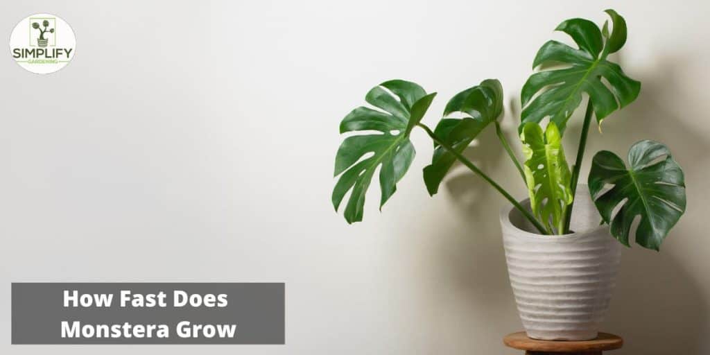 How Fast Does Monstera Grow? - Simplify Gardening