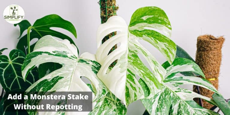 How To Stake a Monstera to Improve Leaf Size - Simplify Gardening