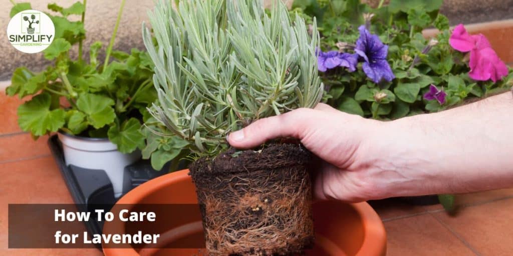 Grow LAVENDER in Pots Make Them Look AMAZING - Lavender Care - Simplify ...