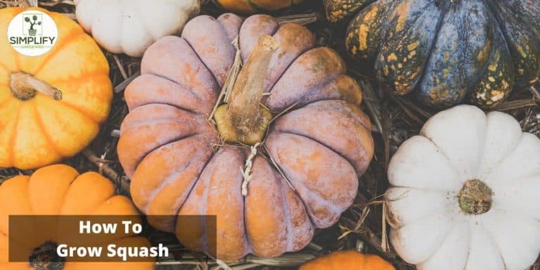 Beginner's Guide: Growing Squash Made Easy - Simplify Gardening