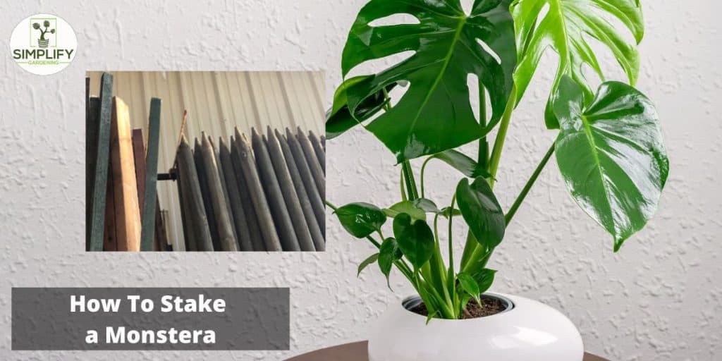 How To Stake a Monstera to Improve Leaf Size - Simplify Gardening