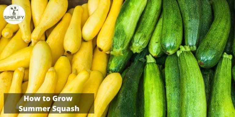 Beginner's Guide: Growing Squash Made Easy - Simplify Gardening