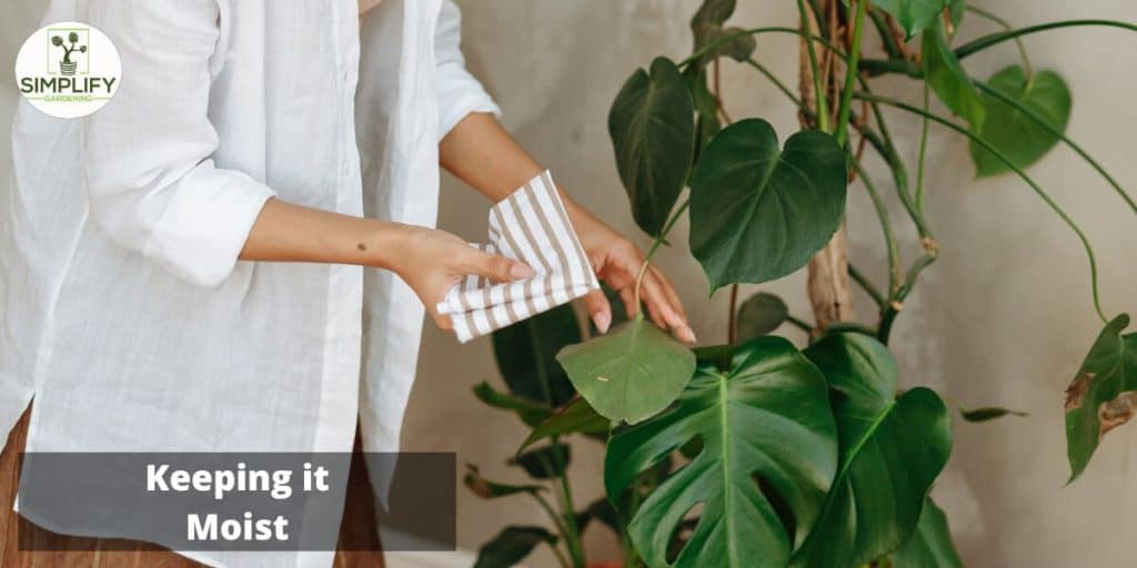 How To Stake a Monstera to Improve Leaf Size - Simplify Gardening