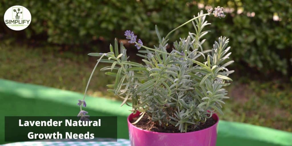 Grow LAVENDER in Pots Make Them Look AMAZING - Lavender Care - Simplify ...