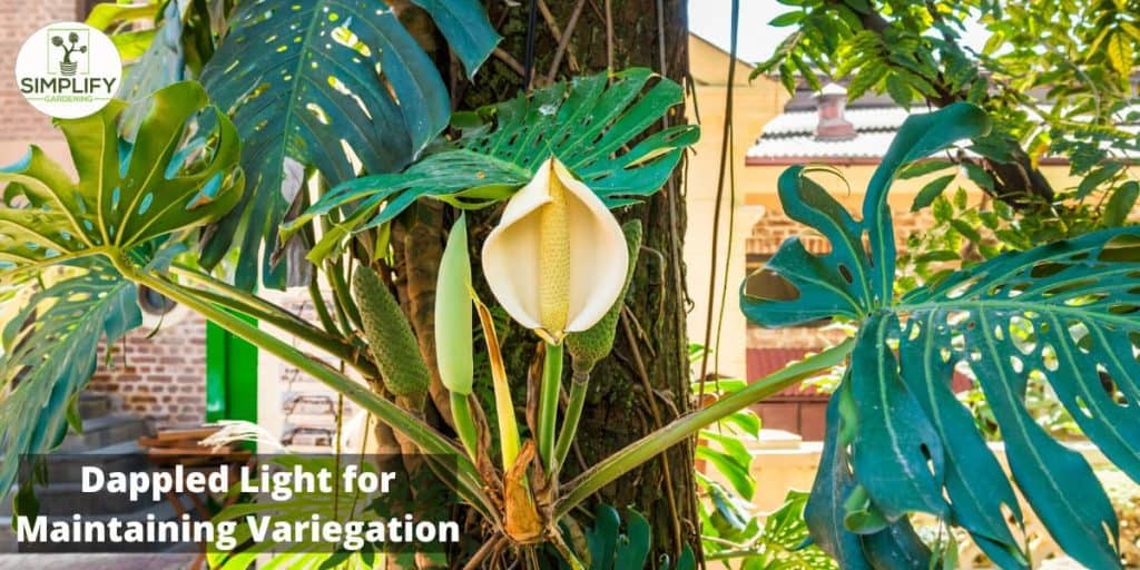 How Much Light Does a Monstera Need? - Simplify Gardening