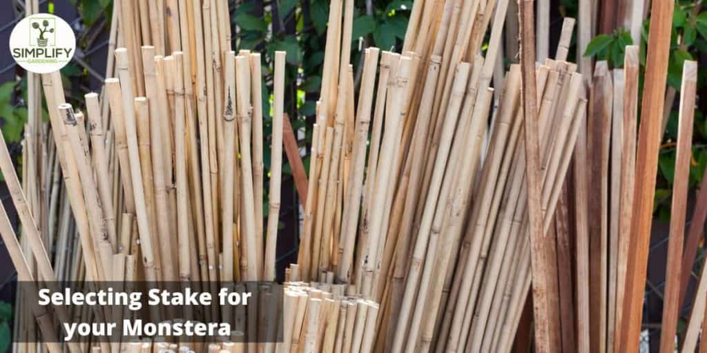 How To Stake a Monstera to Improve Leaf Size - Simplify Gardening