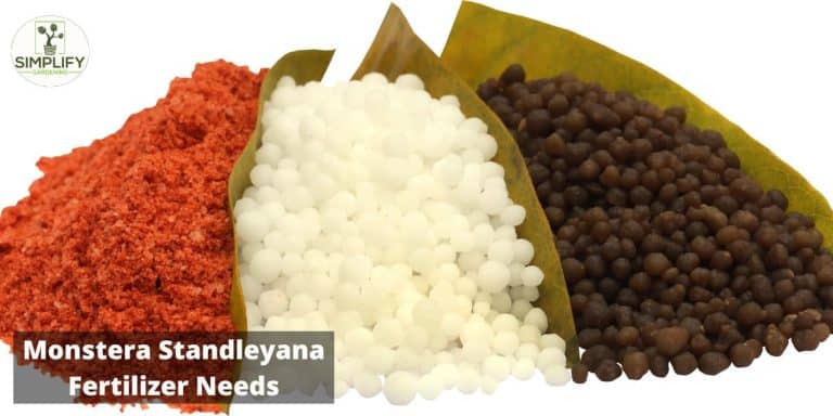 The Beautiful Monstera Standleyana: Care Guide: Lush Growth - Simplify ...