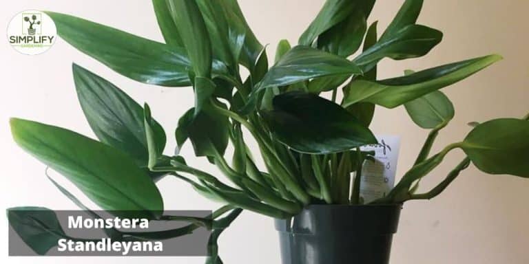 The Beautiful Monstera Standleyana: Care Guide: Lush Growth - Simplify ...
