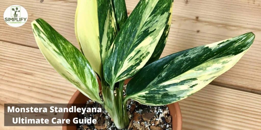 The Beautiful Monstera Standleyana: Care Guide: Lush Growth - Simplify ...