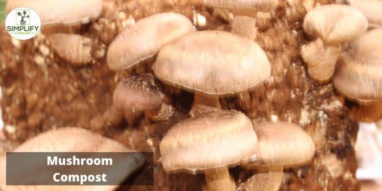 What is in Mushroom Compost? - Simplify Gardening