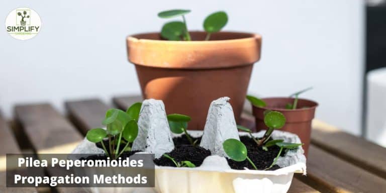 How to Propagate Pilea Peperomioides Successfully - Simplify Gardening